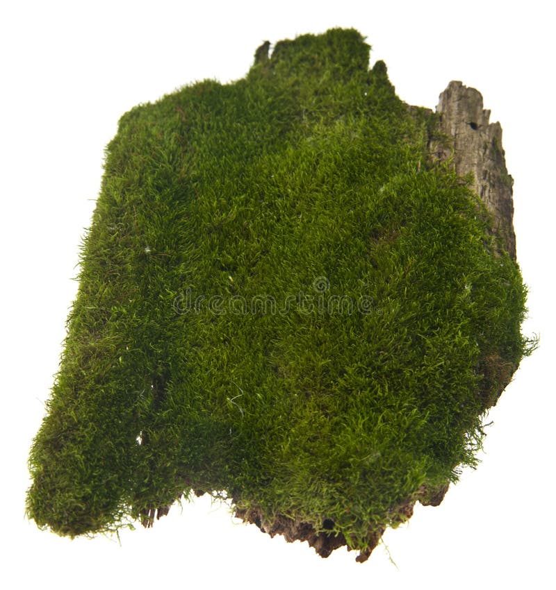 Moss on Wooden Board Isolated on White Background Stock Photo - Image ...