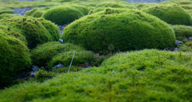 Moss world stock photo. Image of yard, mountains, green - 272461366