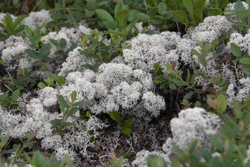 Moss yagel on the ground stock photo. Image of ground - 224028408