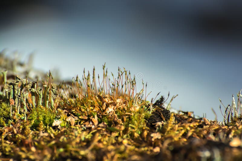 Moss stock photo. Image of macro, moss, spring, plants - 39201130