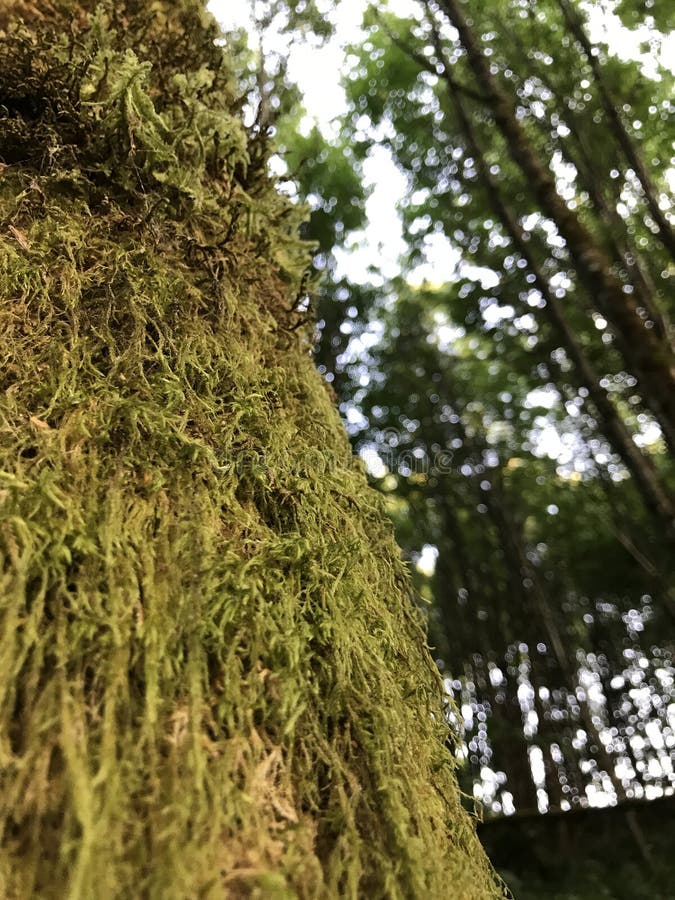 Moss zoom shot stock photo. Image of shot, zoom, woods - 228536486
