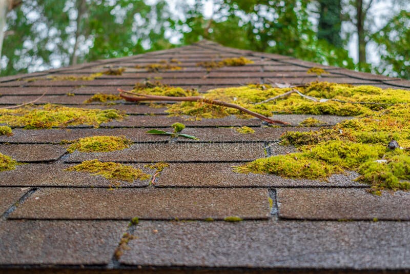 Moss arkivfoto. Bild av furry, green, ormbunksblad, plysch - 238090