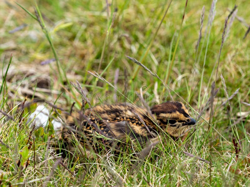 A Red Grouse Chick Lagopus Lagopus Stock Image - Image of 12th ...