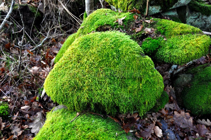 Mossed stone wall stock photo. Image of ruin, nature, effect - 2473632