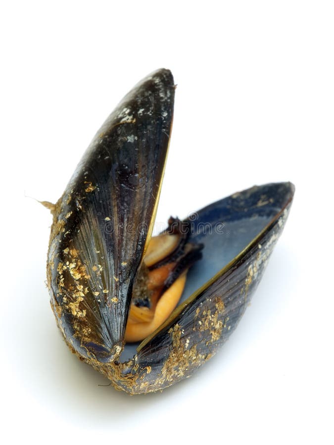 Mossel stock afbeelding. Image of niemand, dieet, omega - 10849383