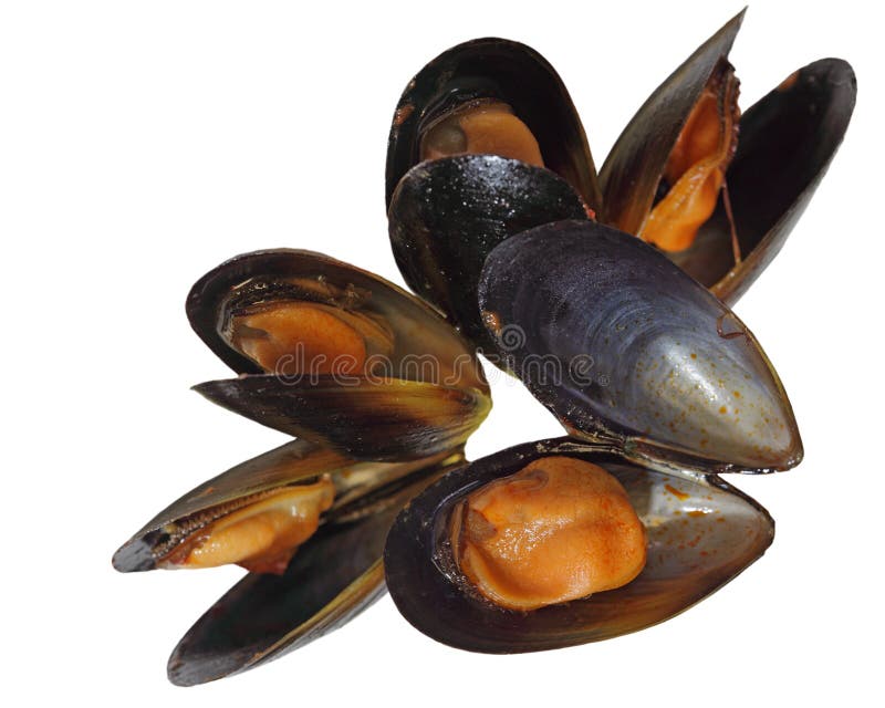 De Groene Lipped Mosselen Van Nieuw Zeeland Stock Afbeelding - Image of ...