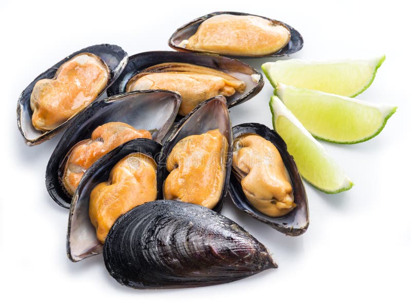 Mossel Op Een Witte Achtergrond Stock Afbeelding - Afbeelding bestaande ...