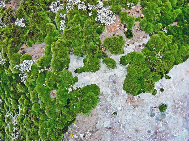 Mossen en korstmossen stock afbeelding. Image of bemost - 22615959
