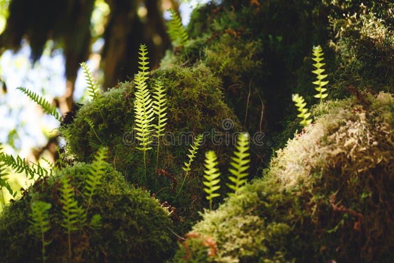 Mossen en Varens stock afbeelding. Image of takken, kloppen - 78485281