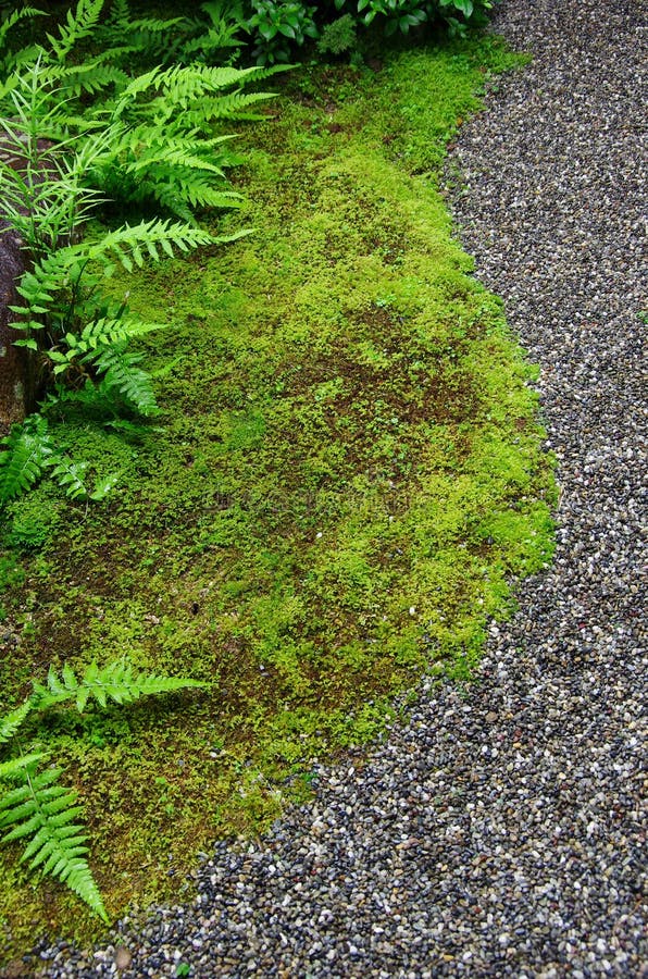 Mossen, Varens En Fijne Stenen Stock Afbeelding - Image of japans, nave ...