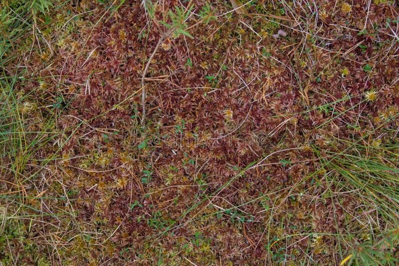 Mosses stock image. Image of mosaic, swamp, abstract - 81415093