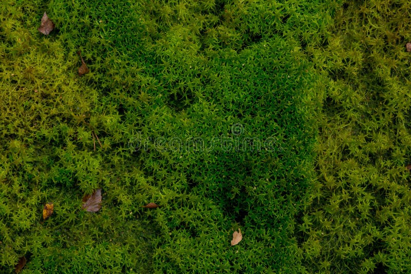 Mosses stock photo. Image of green, mosaic, nature, swamp - 81415260