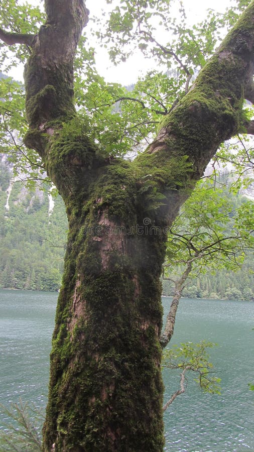 Mosses in the Forest Regulate the Water Balance Stock Photo - Image of ...