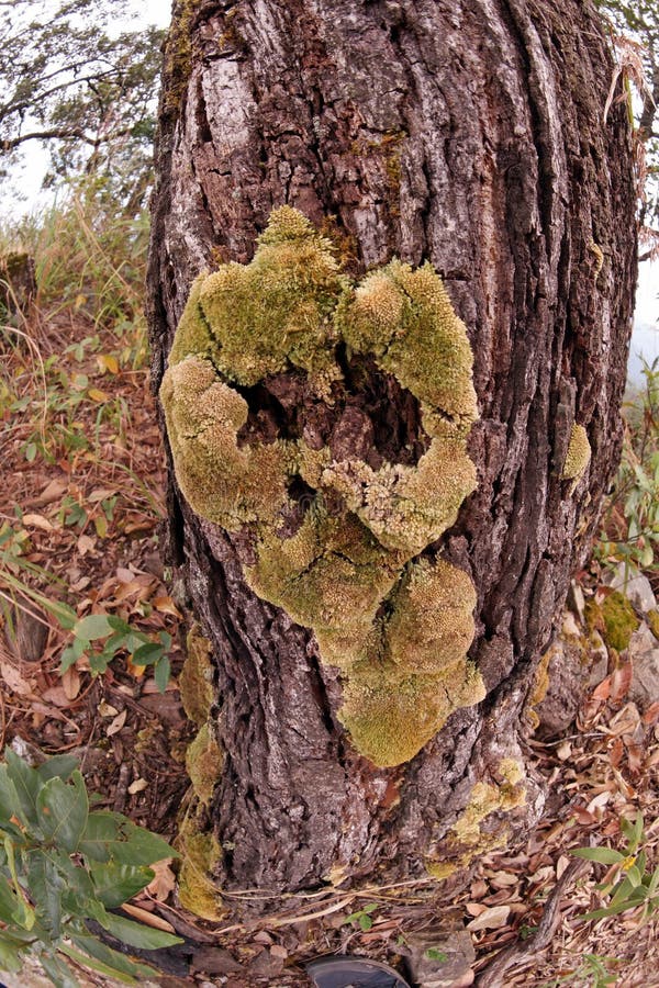 Mosses Grow on Tree Trunk in Forest Ecosystem Stock Photo - Image of ...