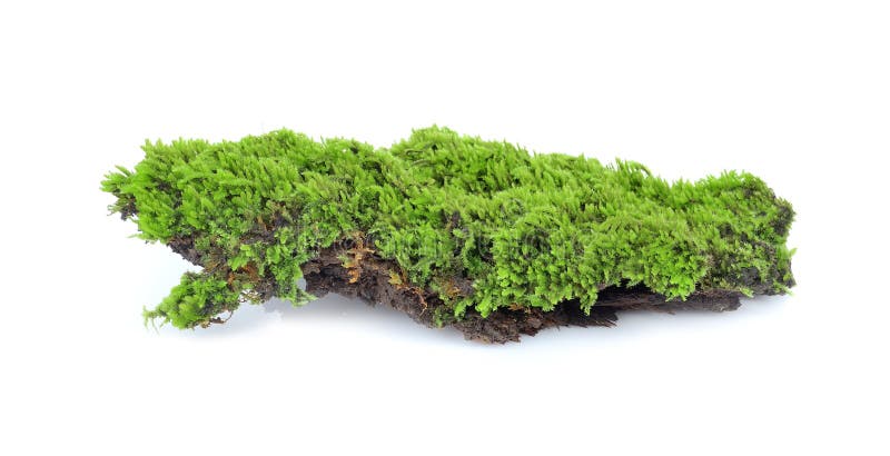 Moss Isolated on White Background Stock Photo - Image of grow, abstract ...