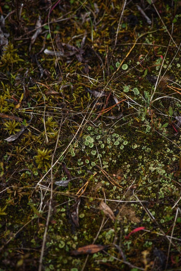 Mosses and Lichens on the Ground Stock Photo - Image of lichen, flora: 229204284