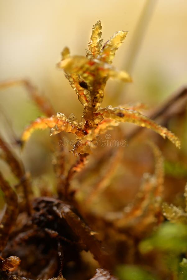 Macro Scale Forest Litter with a Shell Stock Image - Image of detail ...