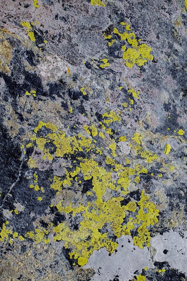 Mosses and Lichens on the Stone Stock Image - Image of mosses, moss ...