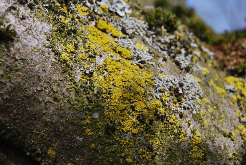 Mosses and Lichens on a Tree Trunk Stock Photo - Image of moos, yellow ...