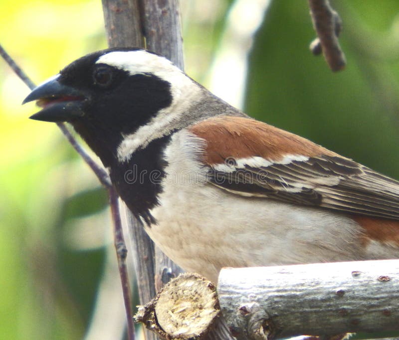 Mossie photo stock. Image of jardin, maison, moineau - 53435308