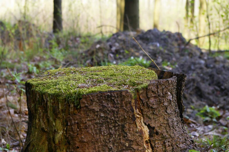 Baumstummel mit oxalis stockbild. Bild von filter, braun - 53183841