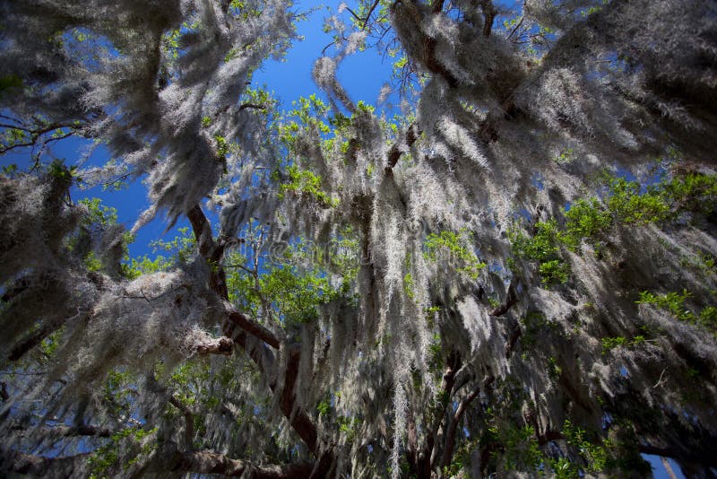 Spansk Mossa På Live Oak Tree Arkivfoto - Bild av florida, hänga: 111788900
