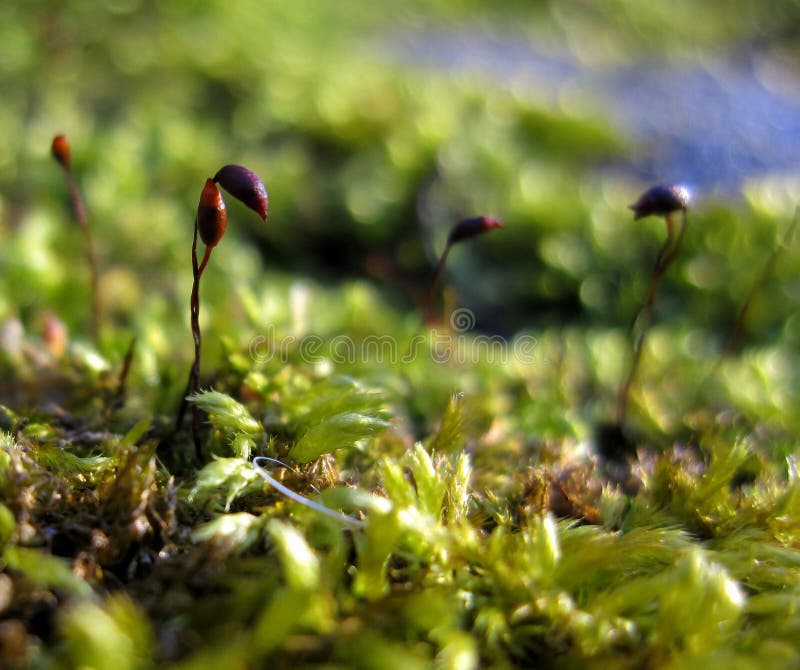 Mosssprouts stock photo. Image of swamp, woods, moss - 38412578
