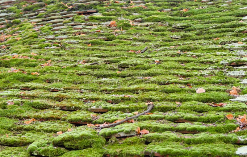 Mosstak fotografering för bildbyråer. Bild av horisontal - 20308461