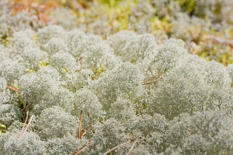 Mosswhite fotografering för bildbyråer. Bild av makro - 2906379