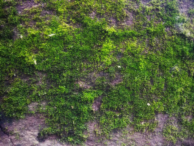Mossy Ancient Wall.Nature and Building Stock Photo - Image of green ...
