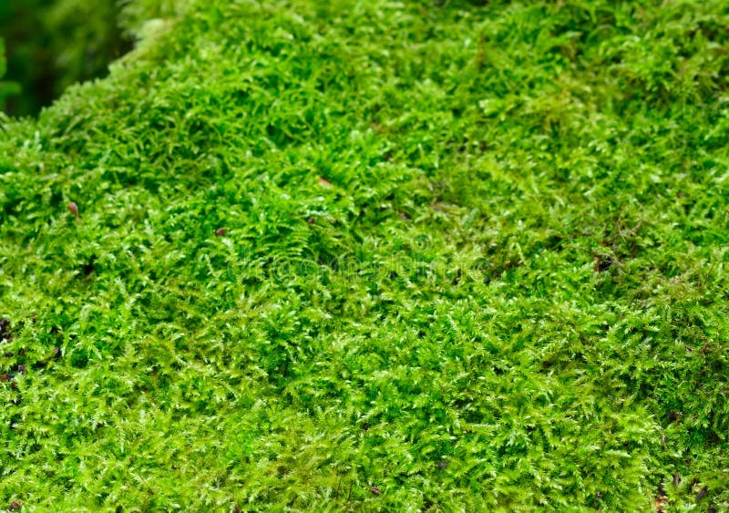 Mossy background stock image. Image of material, angle - 67901629