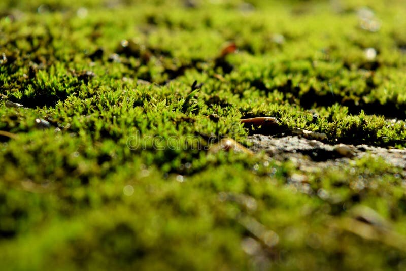 Mossy stock image. Image of environment, outside, fresh - 103194173