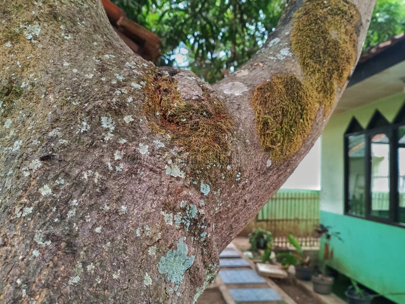 The Mossy Bark of a Mango Tree Stock Photo - Image of mango, bark ...