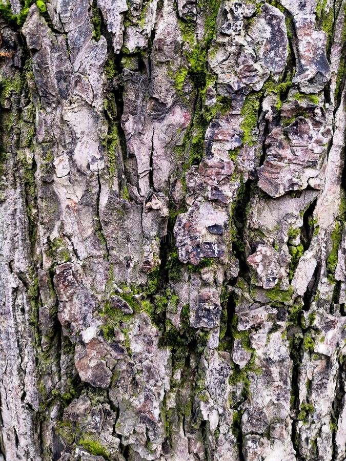 Mossy Bark of an Old Oak Tree, Forming a Beautiful Pattern. Wild Green ...