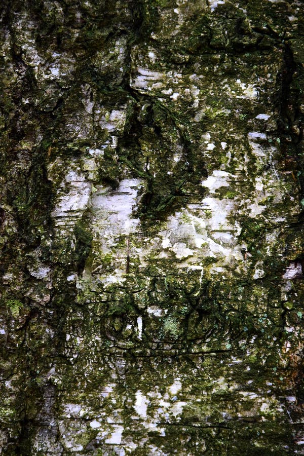 Mossy bark of the tree stock photo. Image of mossy, nature - 206057048