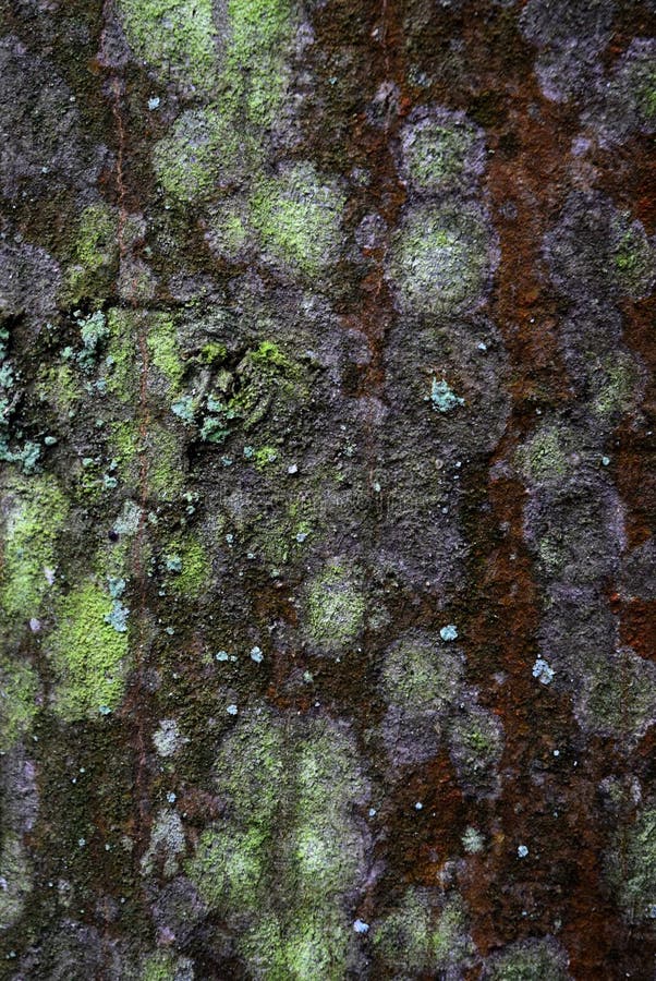 Mossy bark of the tree stock image. Image of moss, nature - 206057113