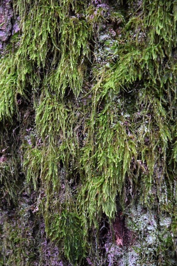Mossy bark of the tree stock photo. Image of bark, lichen - 206057130