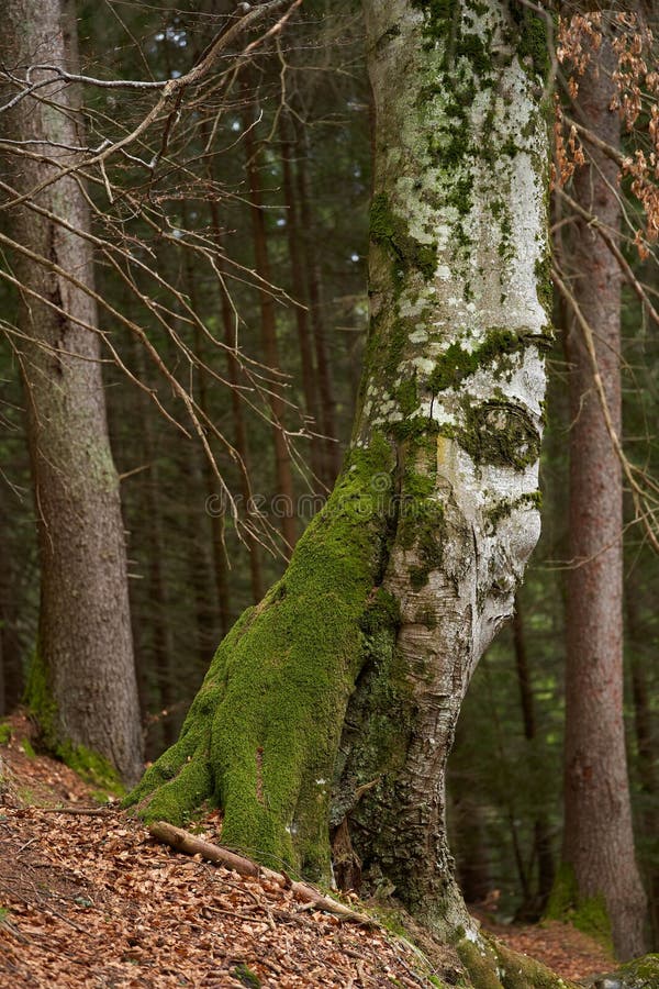 Mossy Beech Tree on Forest Slope Stock Image - Image of mature, wild: 379502329