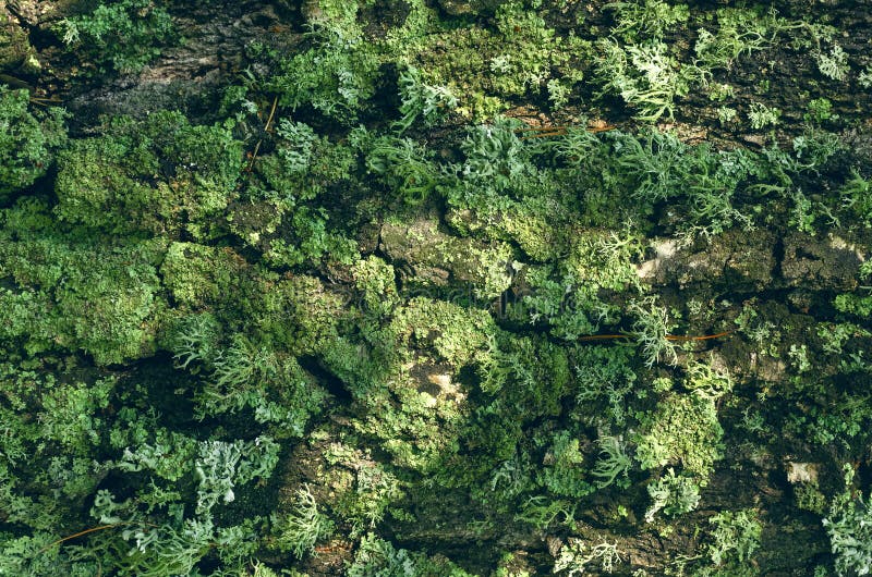 Texture of Mossy Birch Bark. Stock Photo - Image of natural, green ...