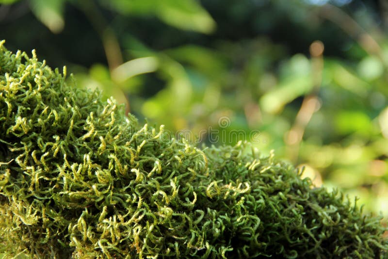 Mossy Branch stock photo. Image of island, pacific, alaskan - 76449472