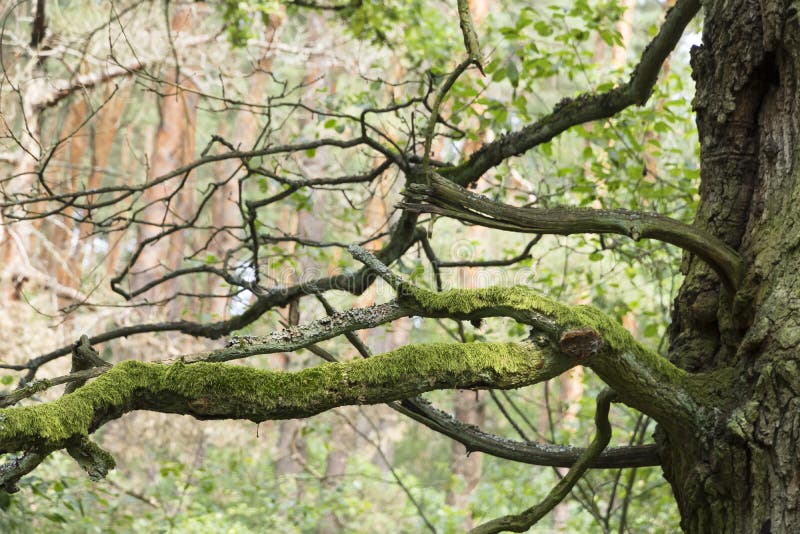 Mossy Branches in Deep Forest. Stock Image - Image of bright, foliage ...