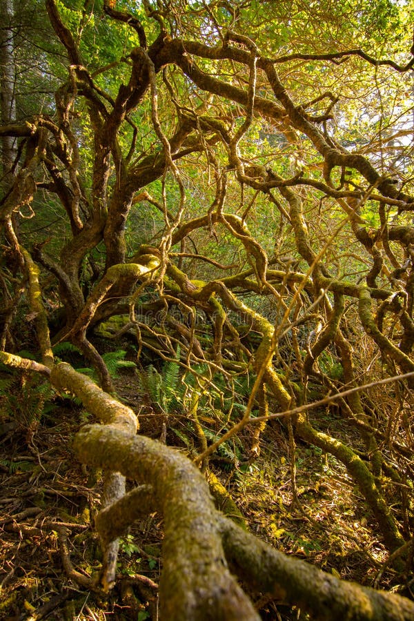 Mossy Branches in Sunlit Forest Stock Image - Image of wicked, limbs ...