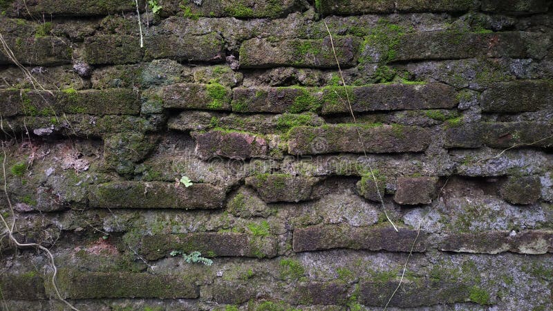 Mossy brick background. stock photo. Image of flooring - 270034548