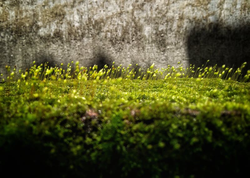 Mossy Brick Surface and Sunlight Stock Image - Image of flower, surface ...