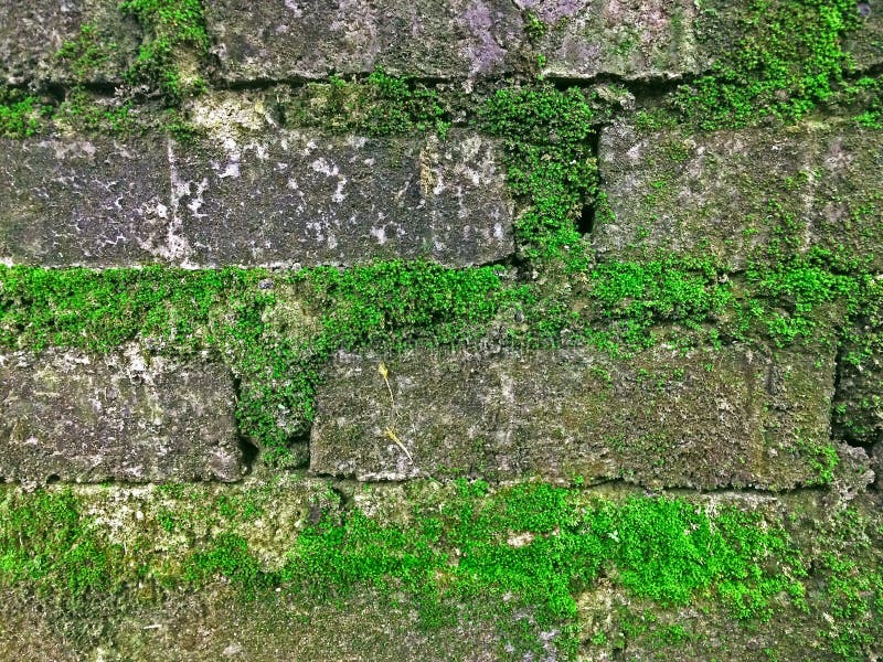 Mossy Brick Texture