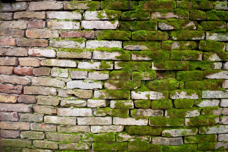 Mossy brick wall stock photo. Image of brick, environment - 12577276
