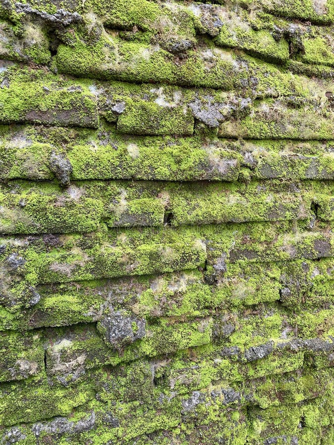 Mossy brick walls. stock photo. Image of branch, grunge - 275791328