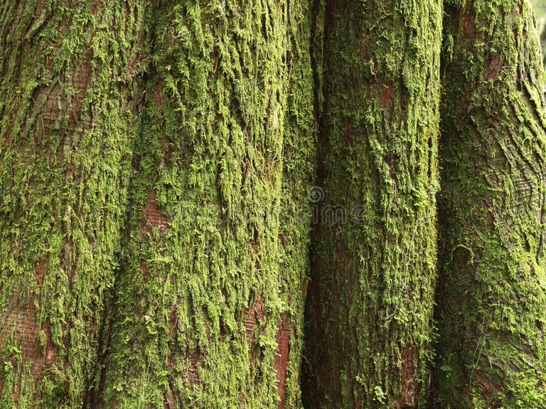 Mossy Cedar Tree trunk stock photo. Image of trunk, natural - 8610104