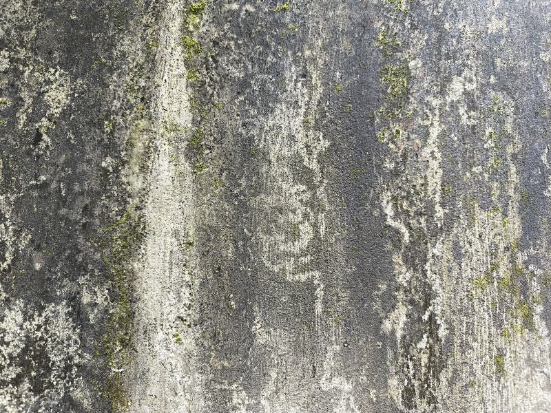 Mossy Cement Plaster Wall Texture Stock Image - Image of tree, branch ...
