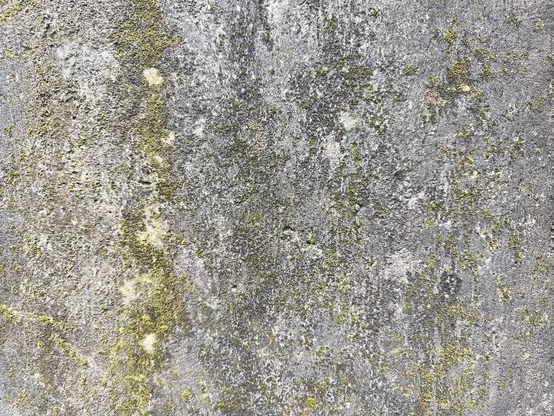 Mossy Cement Plaster Wall Texture Stock Image - Image of shrub, frost ...